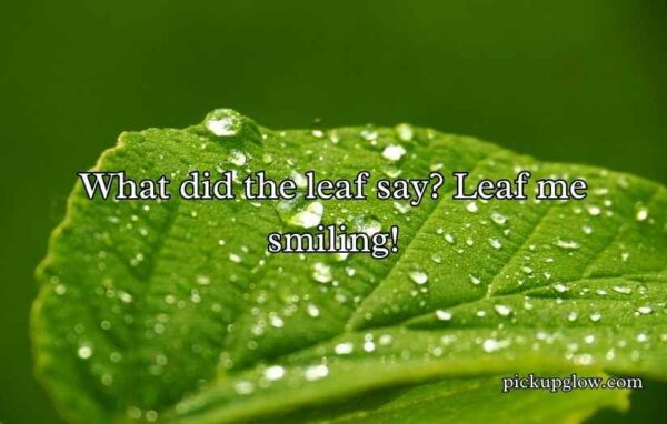 700+ Leaf Puns That Will Make You Laugh Instantly 🍃 2026